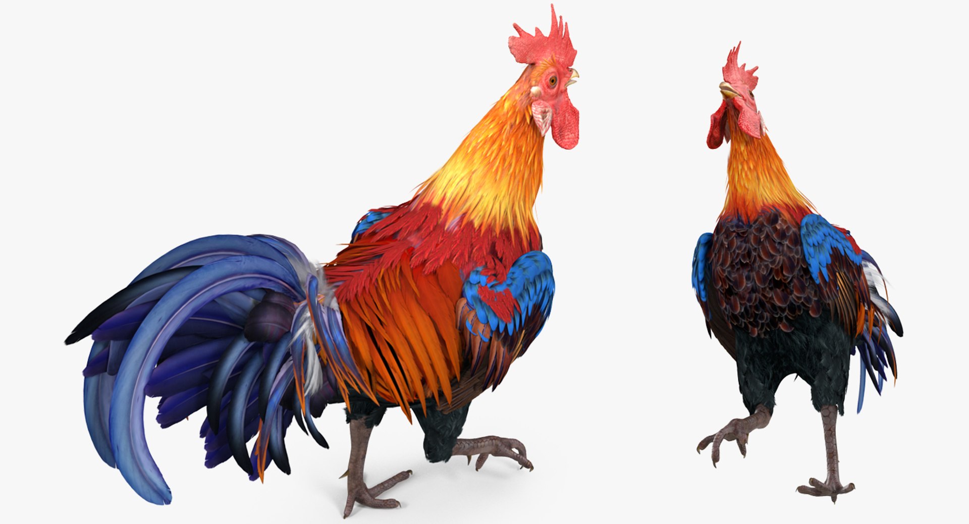 Rooster Walking 3d Max