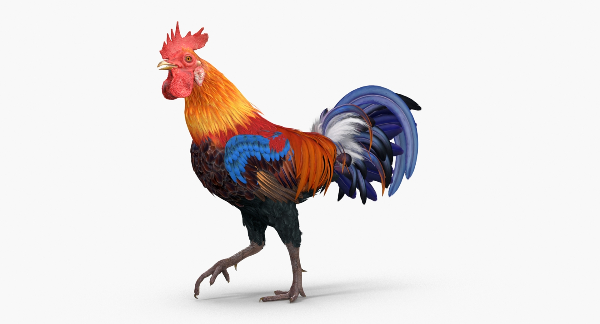 Rooster Walking 3d Max