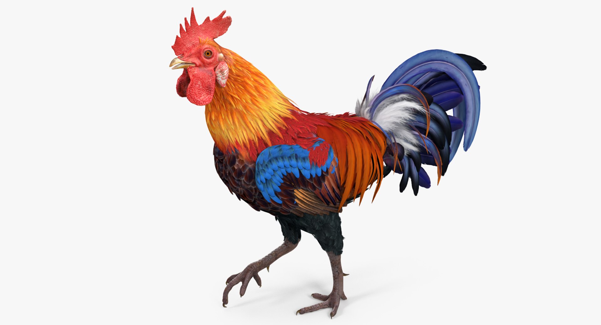 rooster walking 3d max