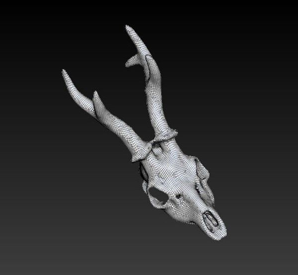 Deer Skull 3D Models for Download | TurboSquid