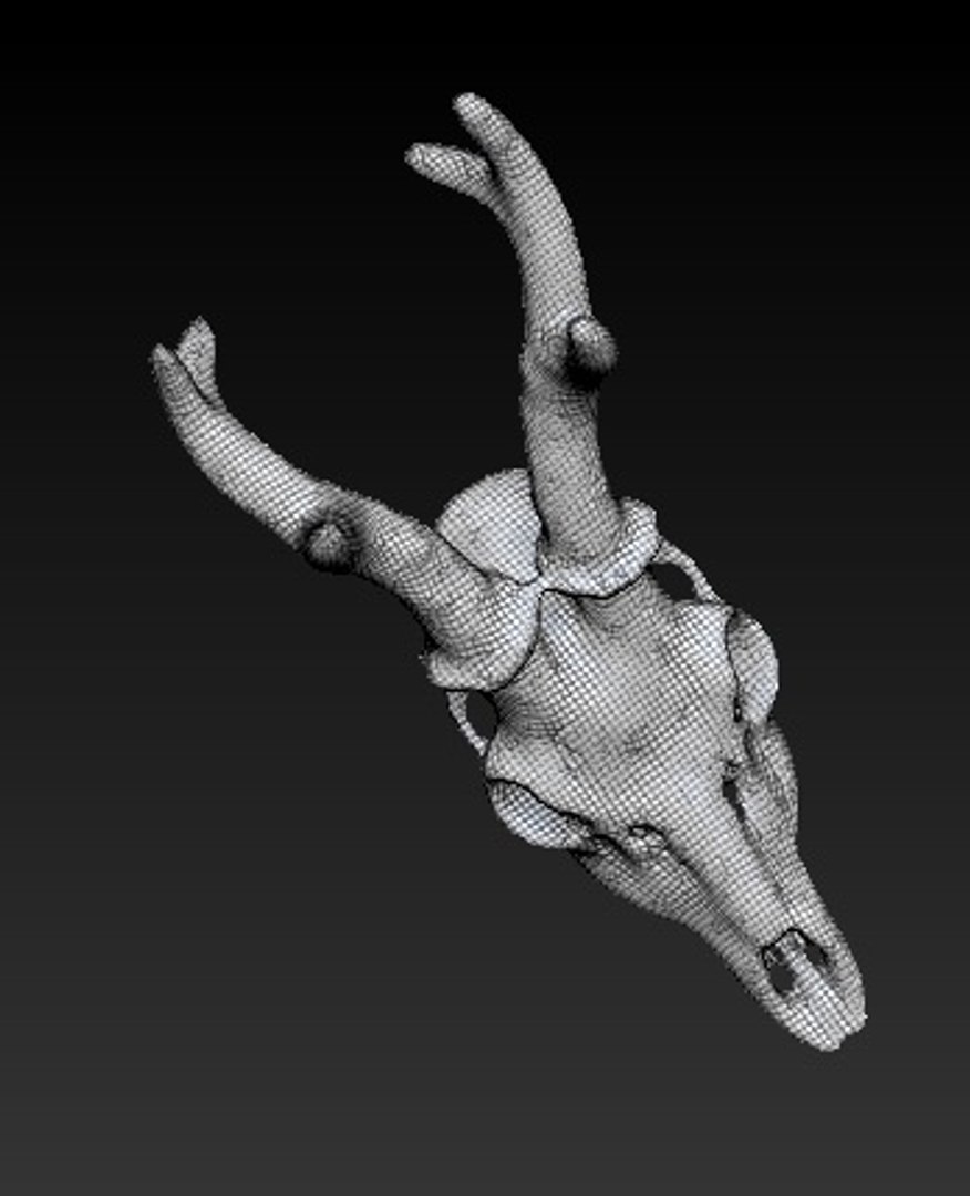 3d model of deer skull