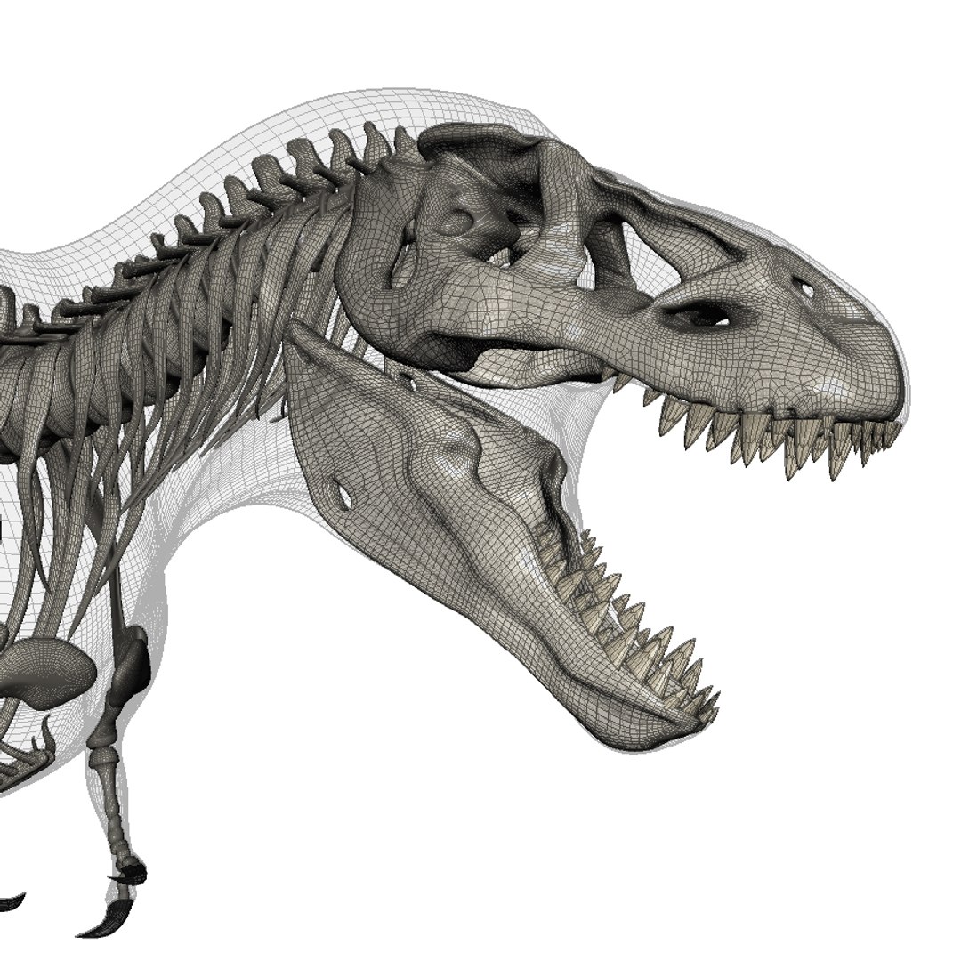 T-rex Skeleton Dinosaur Rex 3d Model