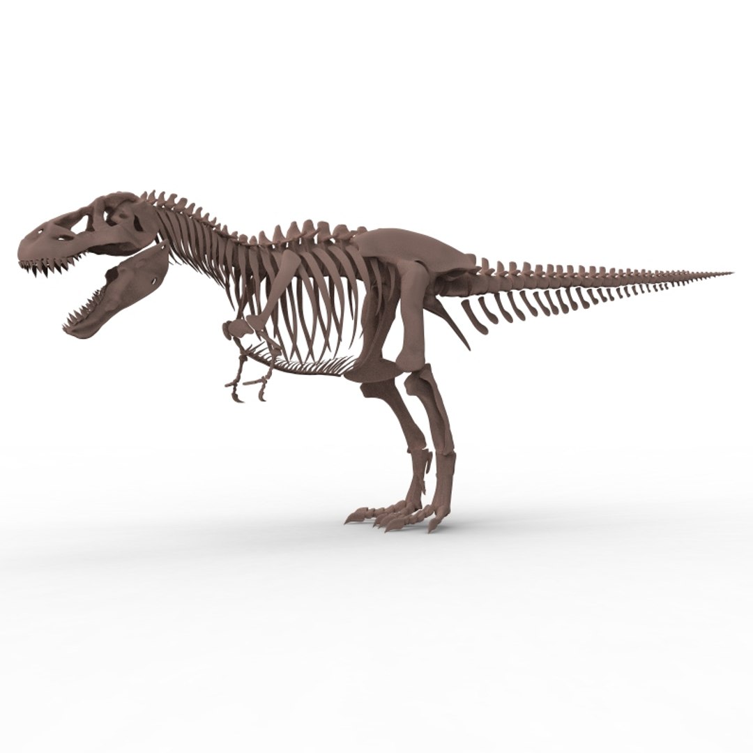 T-rex Skeleton Dinosaur Rex 3d Model