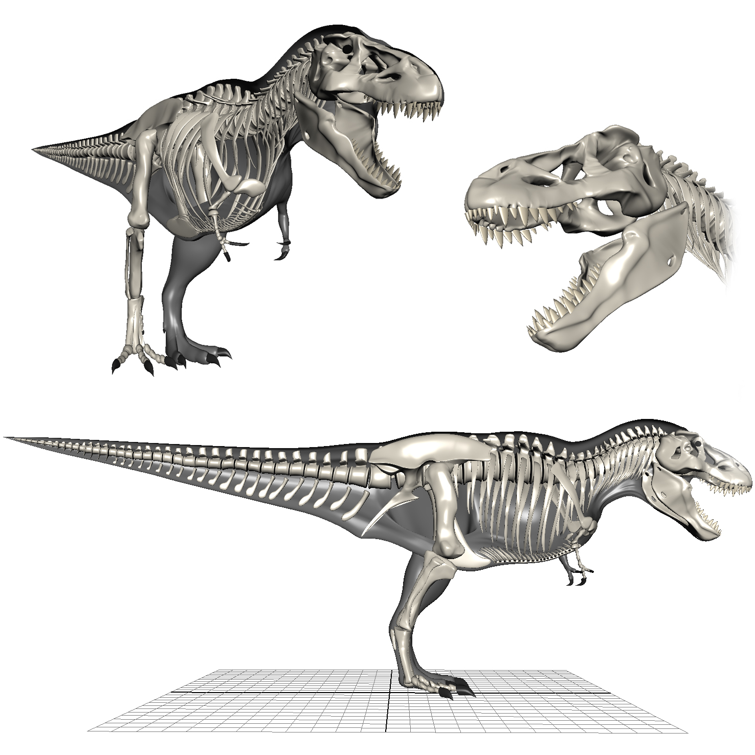 t-rex skeleton dinosaur rex 3d model