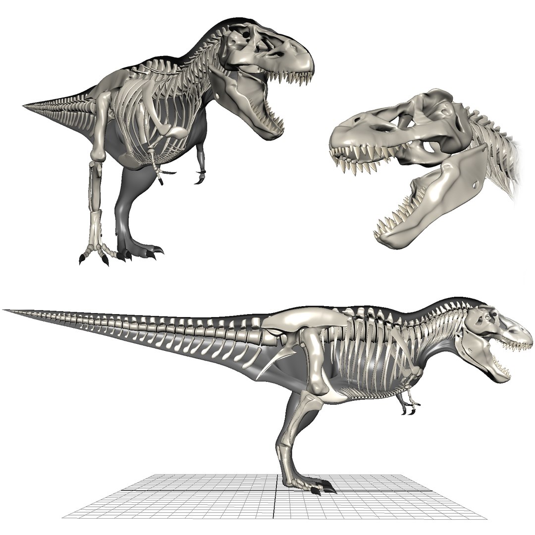 T-rex Skeleton Dinosaur Rex 3d Model