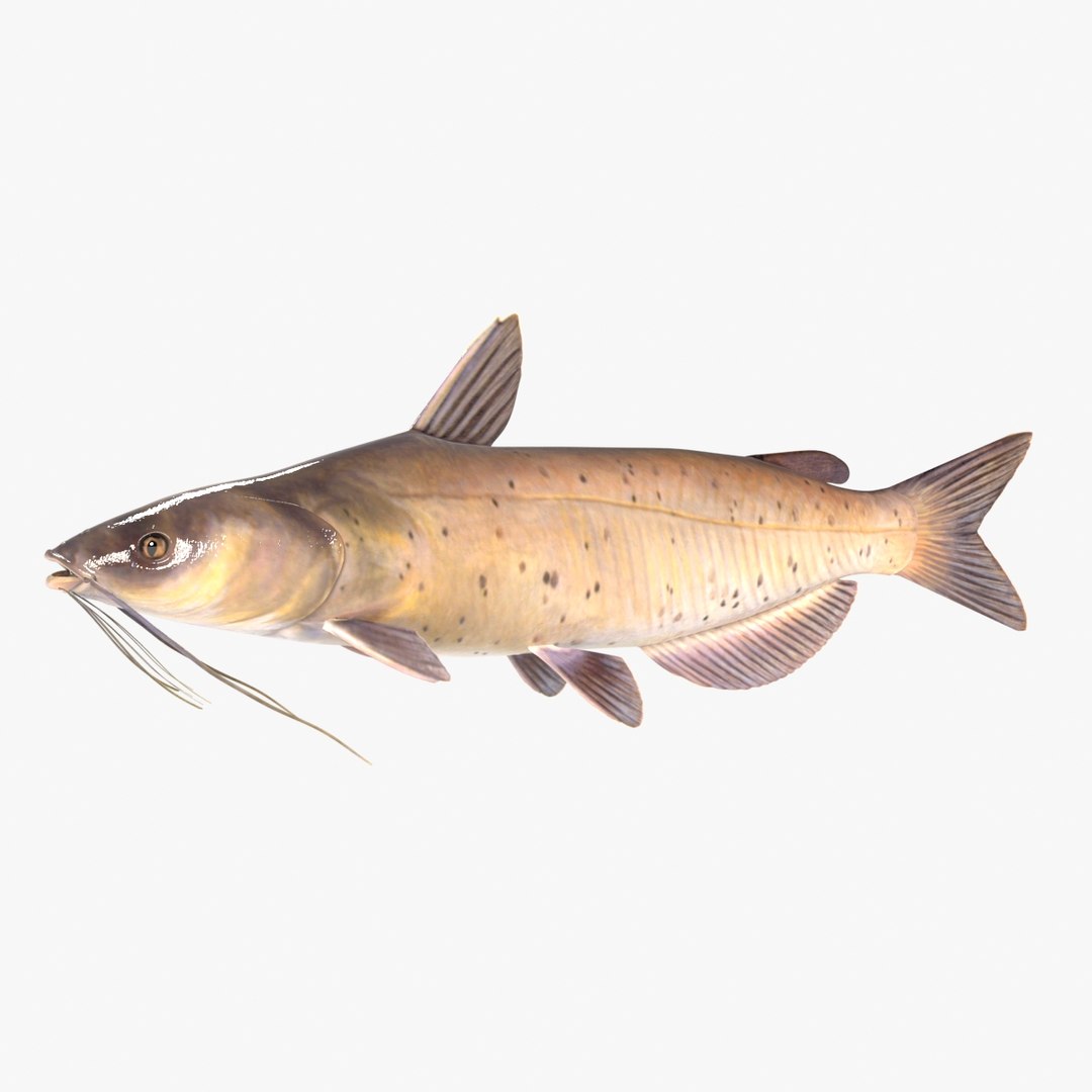 3D Channel Catfish model - TurboSquid 2073974