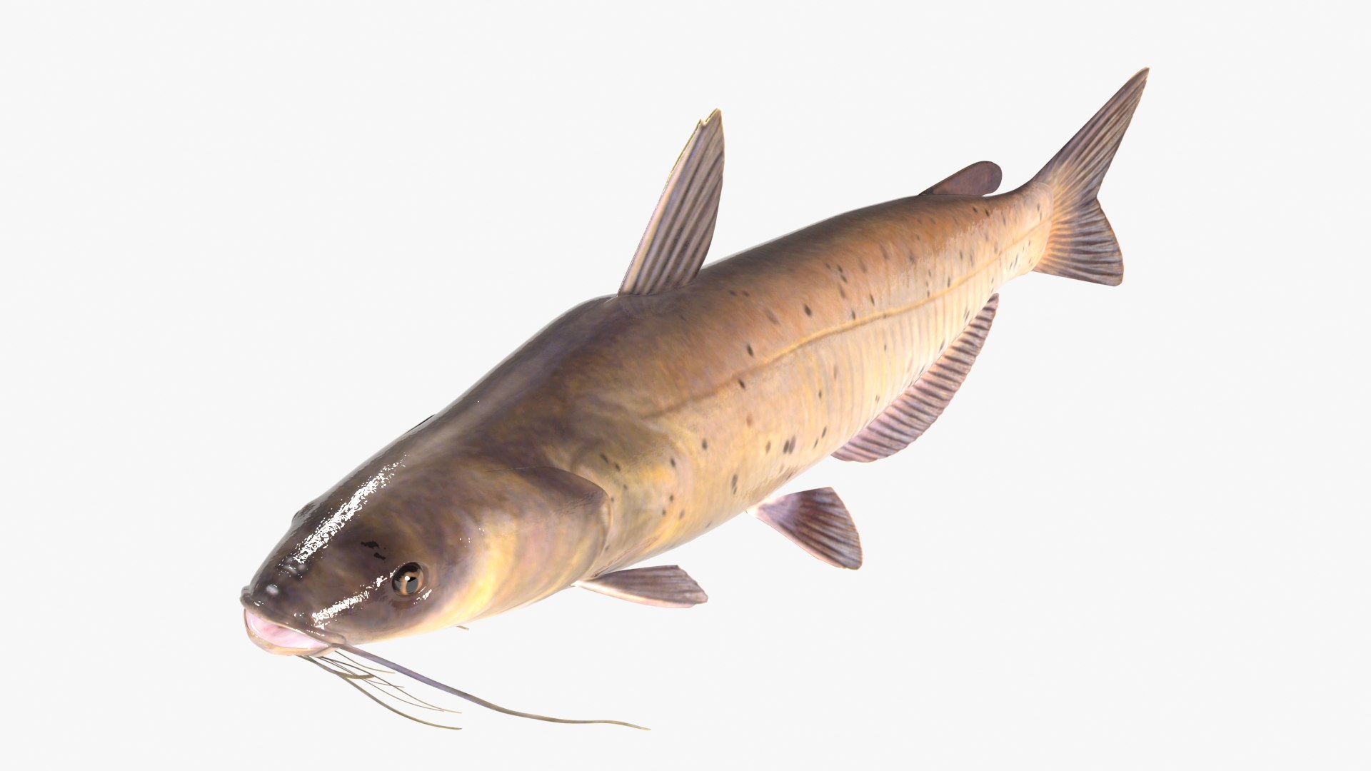 3D Channel Catfish Model - TurboSquid 2073974