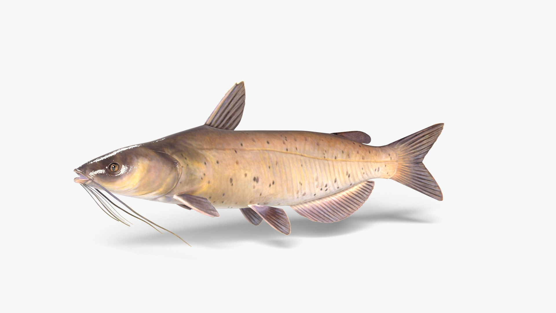 3D Channel Catfish Model - TurboSquid 2073974