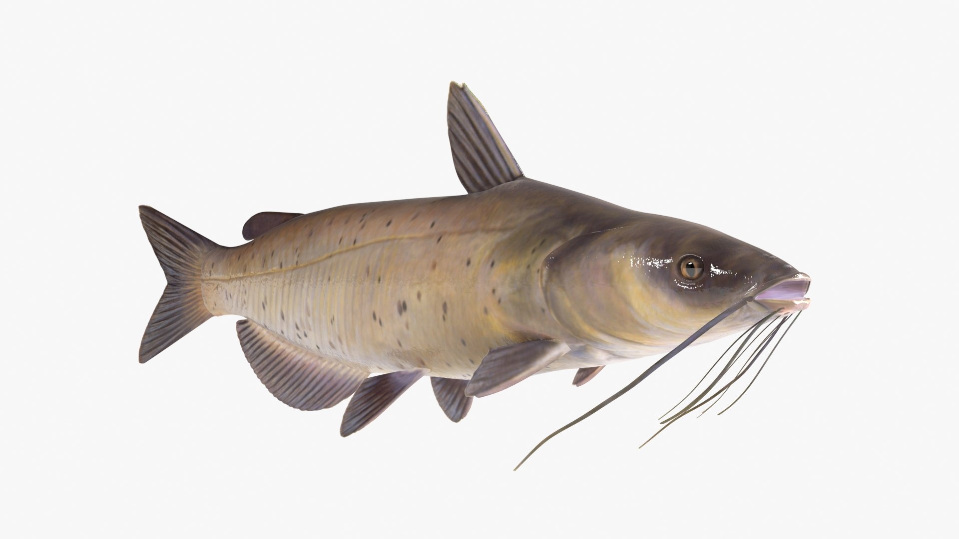3D Channel Catfish Model - TurboSquid 2073974