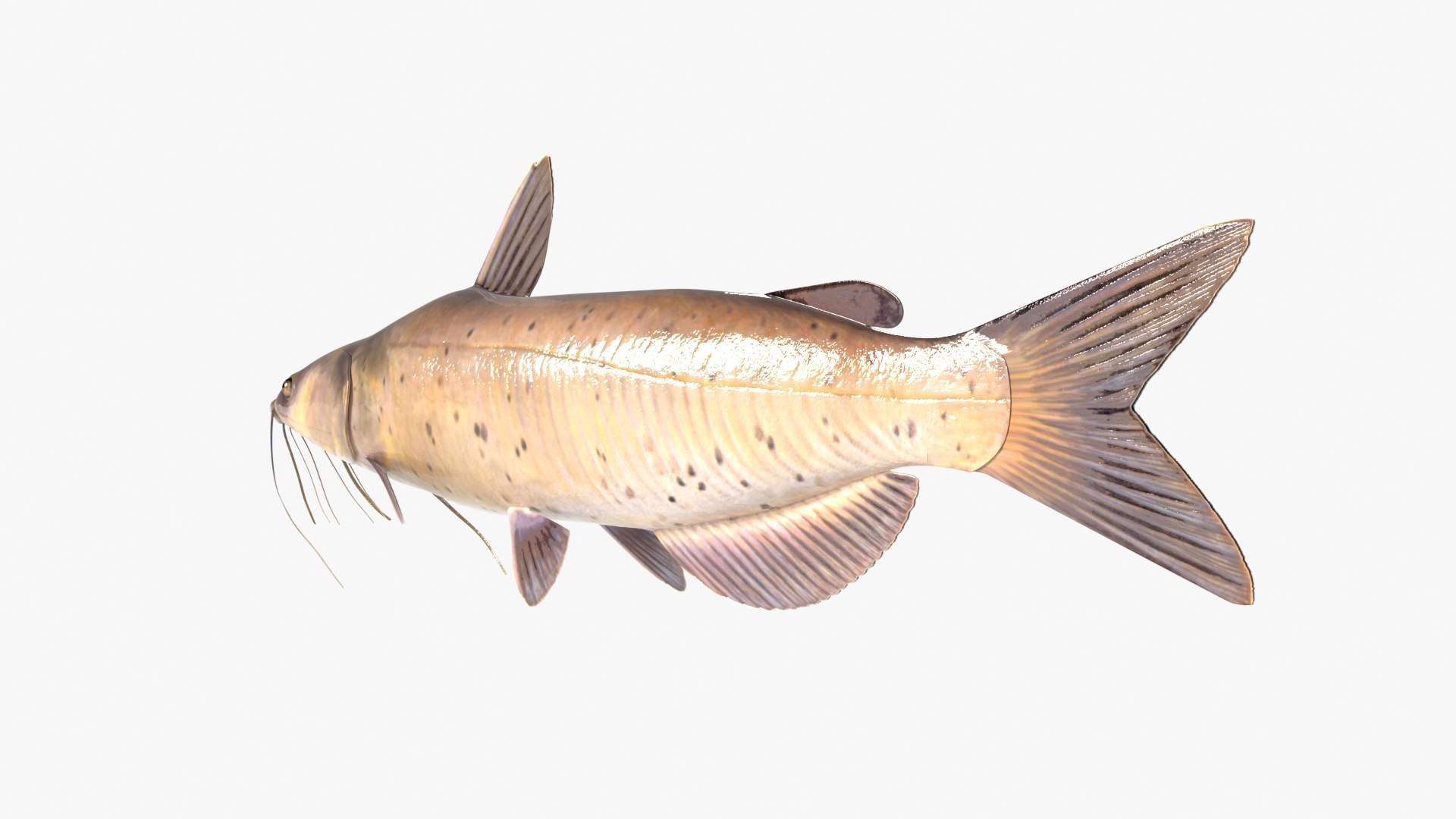 3D Channel Catfish Model - TurboSquid 2073974