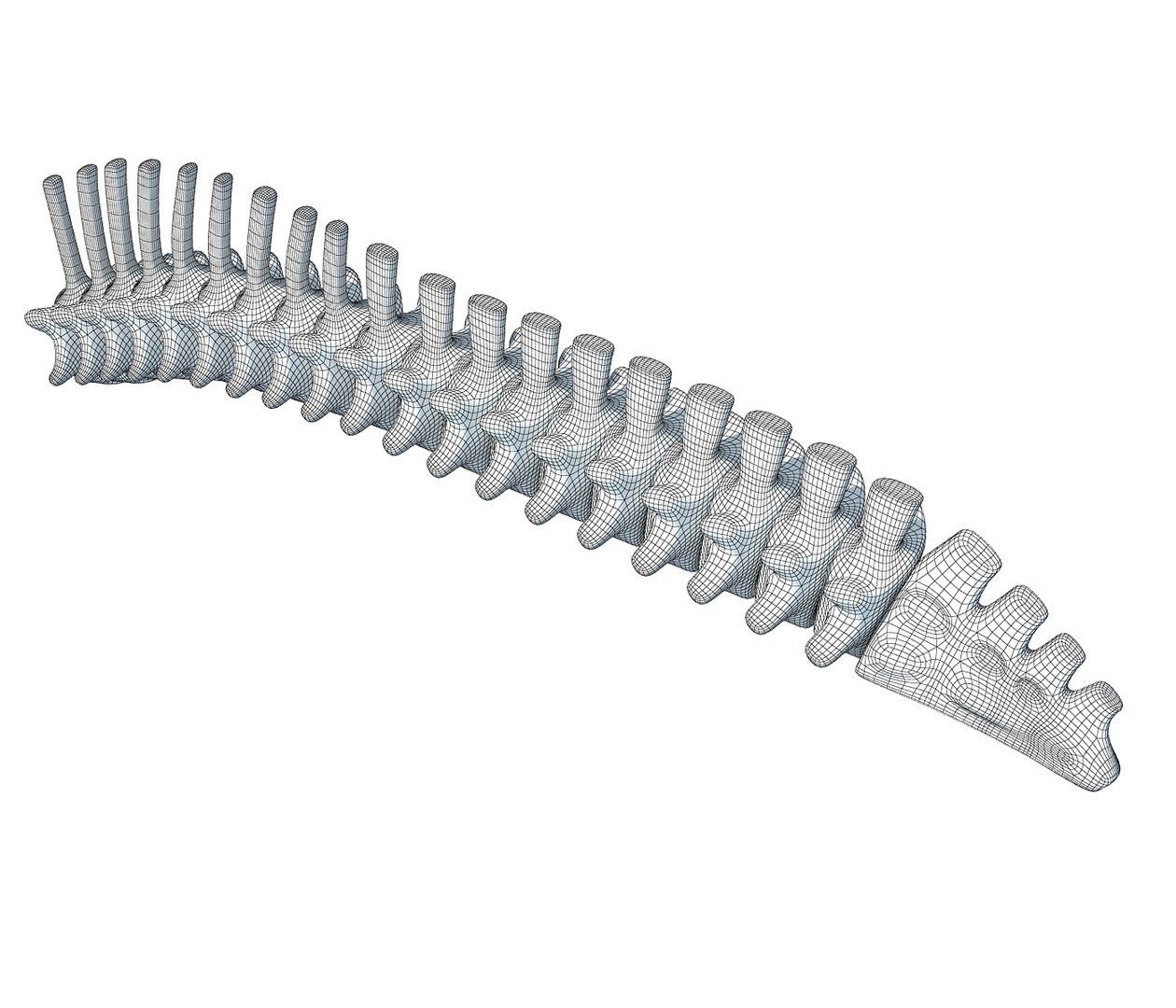 Animal spinal column 3D model - TurboSquid 1177751