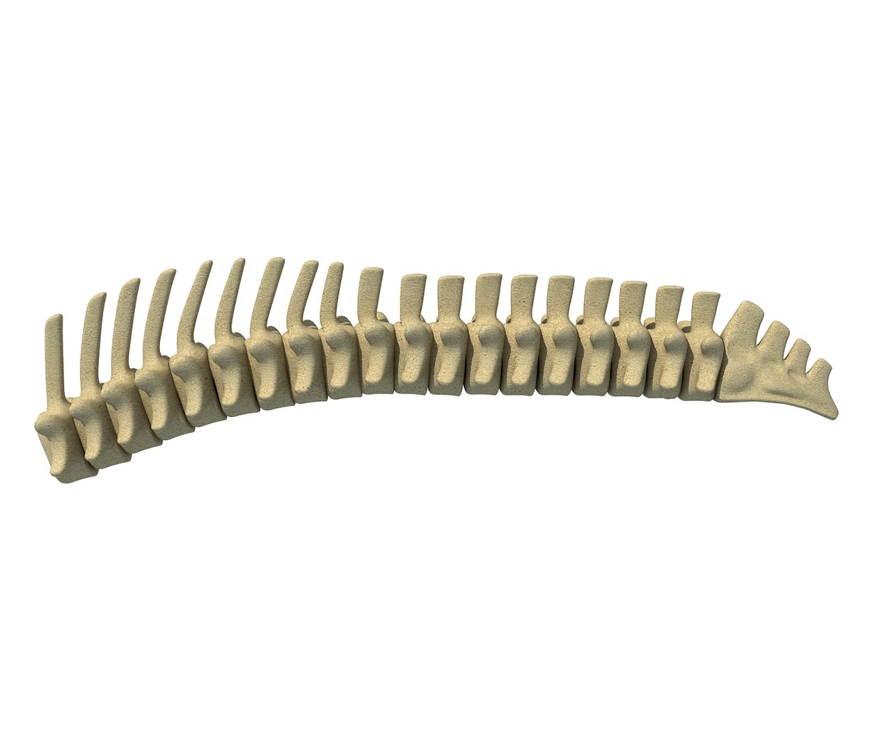 Animal spinal column 3D model - TurboSquid 1177751