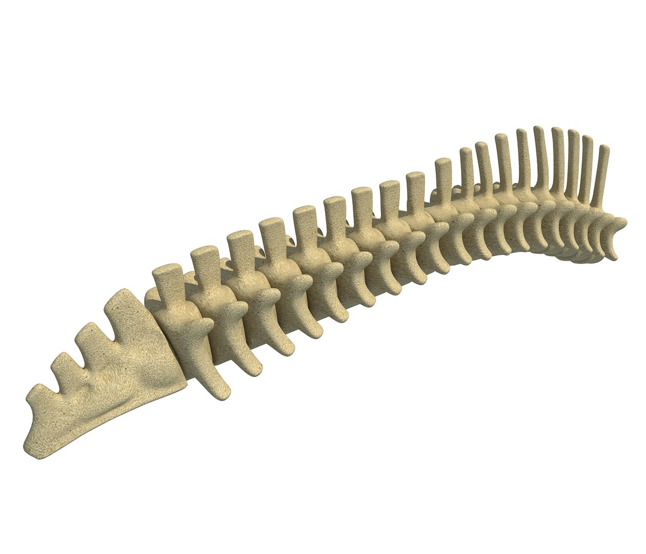 Animal spinal column 3D model - TurboSquid 1177751