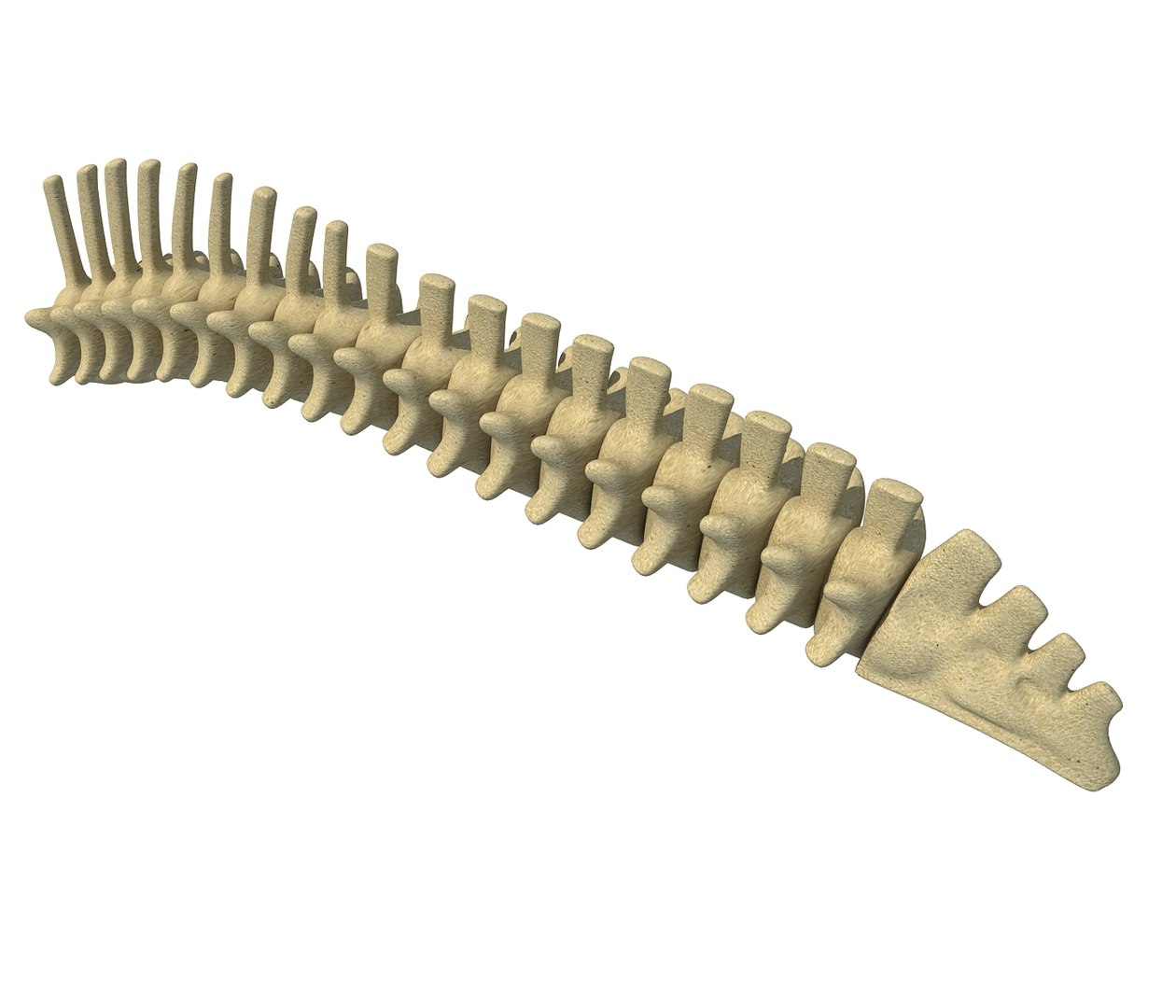 Animal spinal column 3D model - TurboSquid 1177751