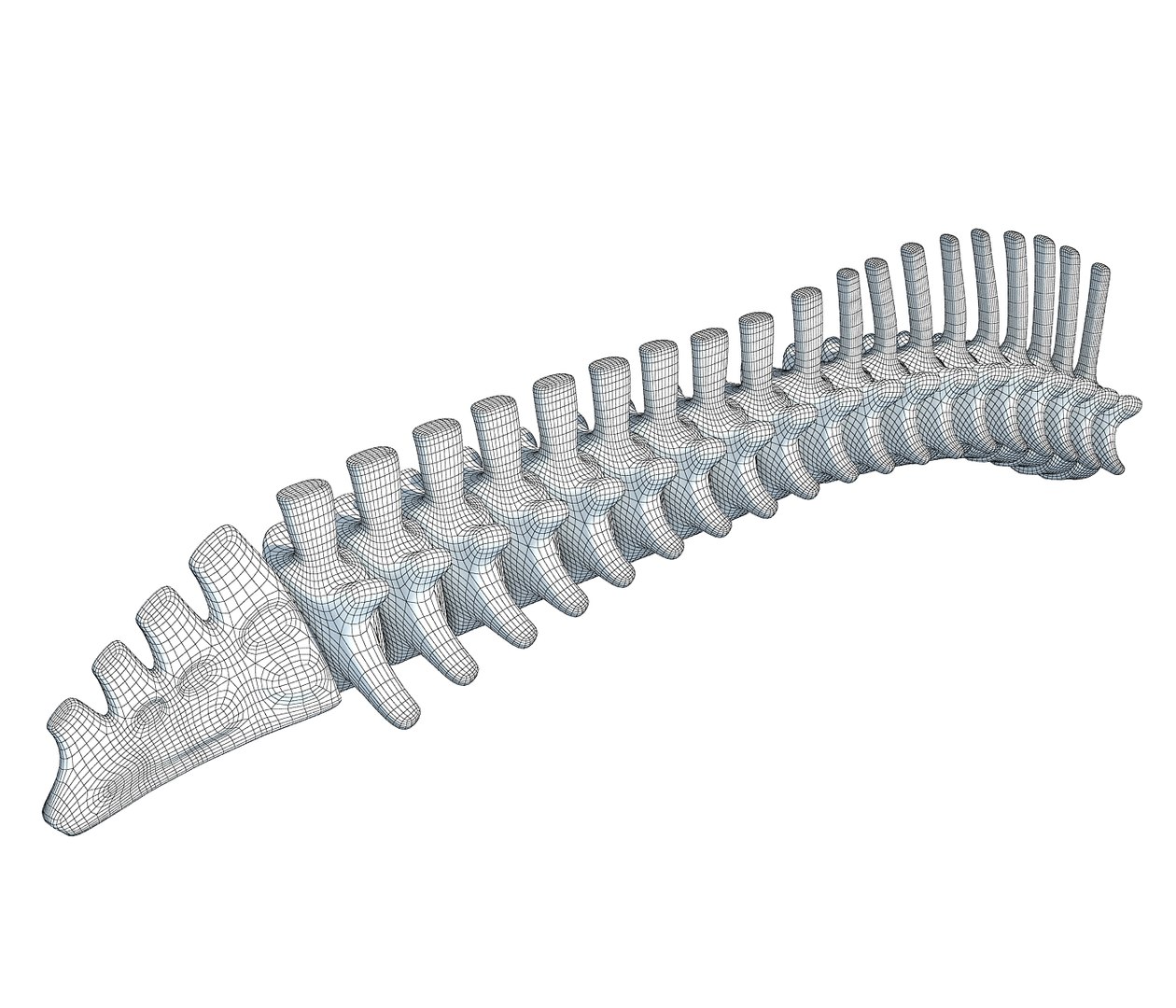 Animal spinal column 3D model - TurboSquid 1177751