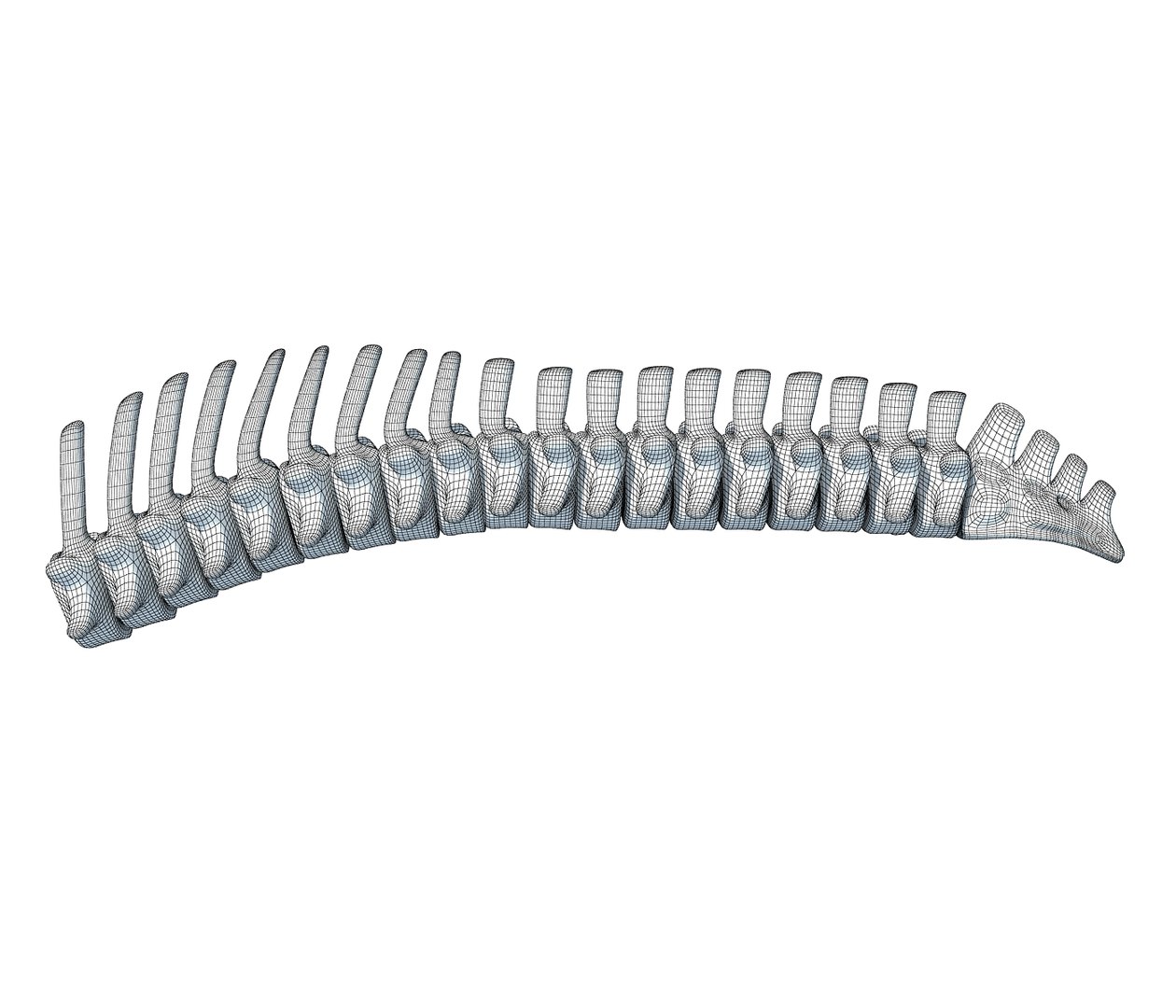 Animal spinal column 3D model - TurboSquid 1177751