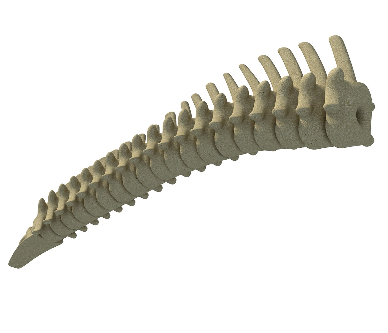 Animal spinal column 3D model - TurboSquid 1177751