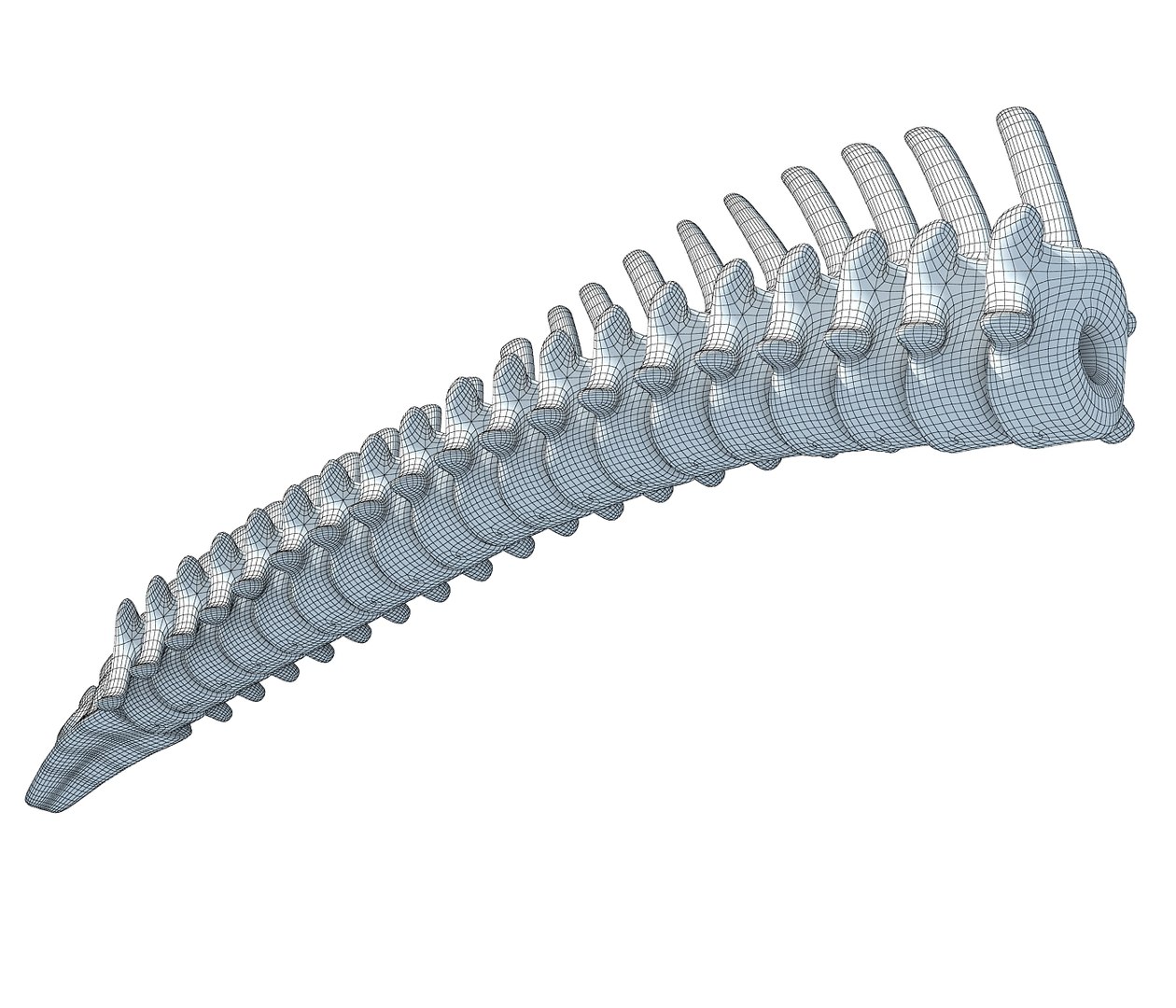 Animal spinal column 3D model - TurboSquid 1177751