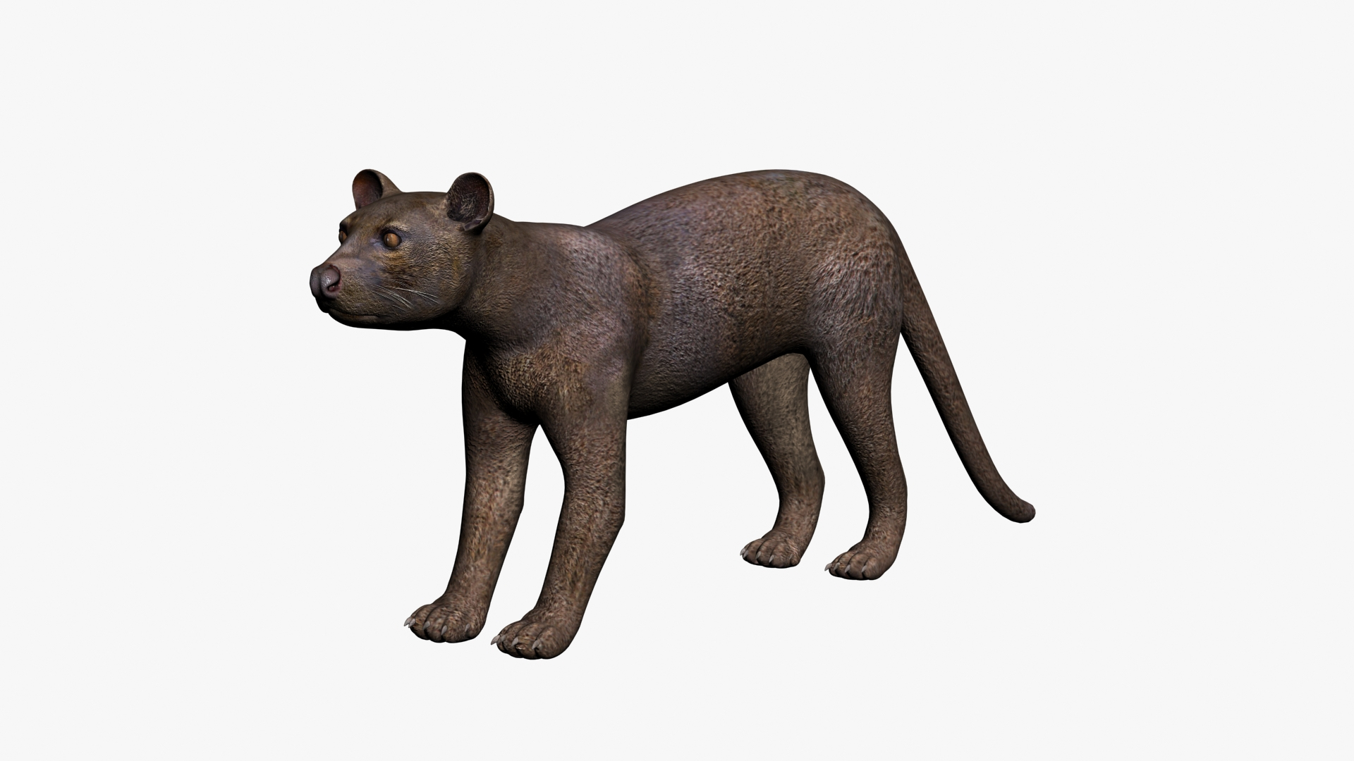 Fossa Model - TurboSquid 1772116