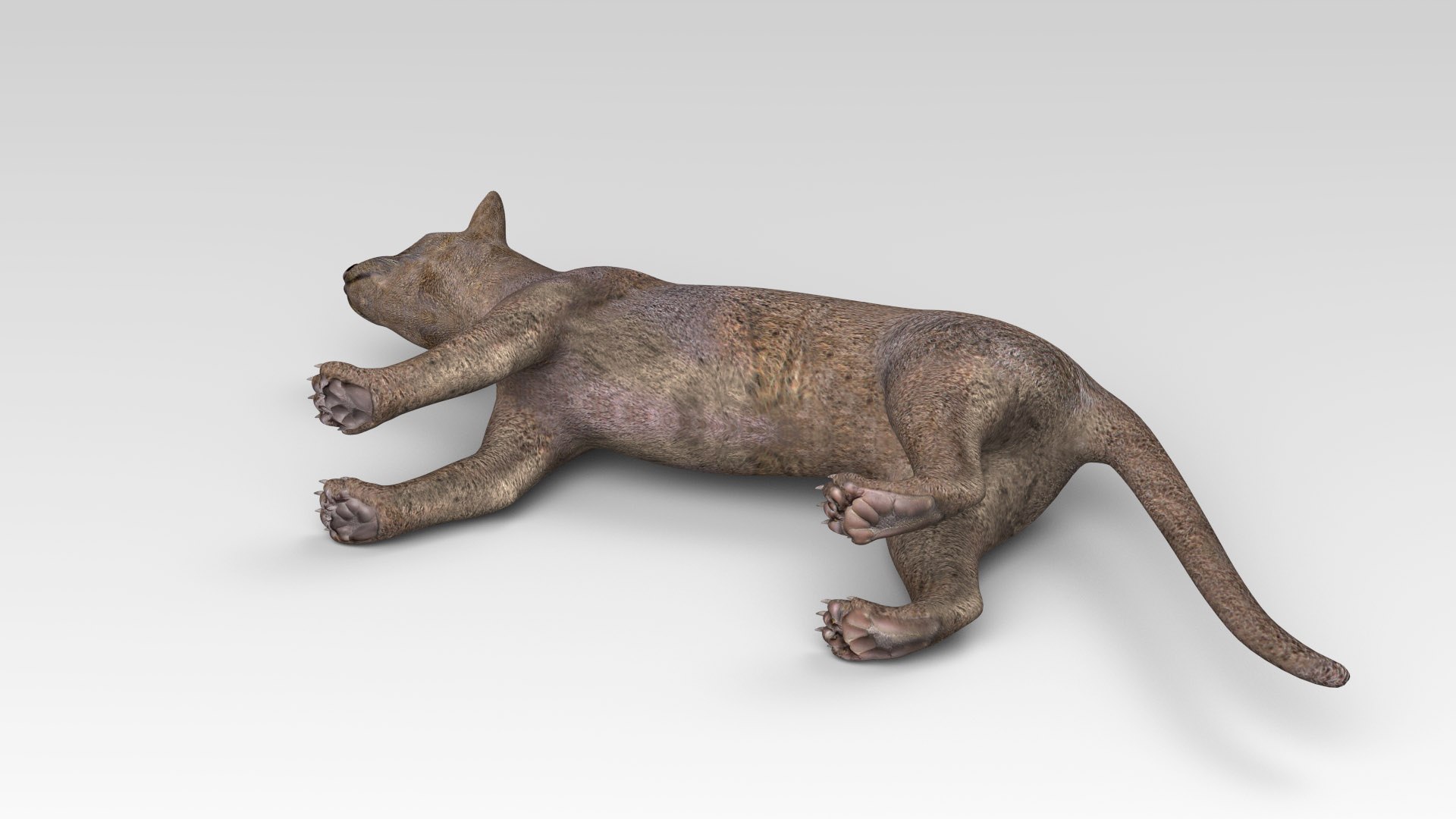 Fossa Model - TurboSquid 1772116