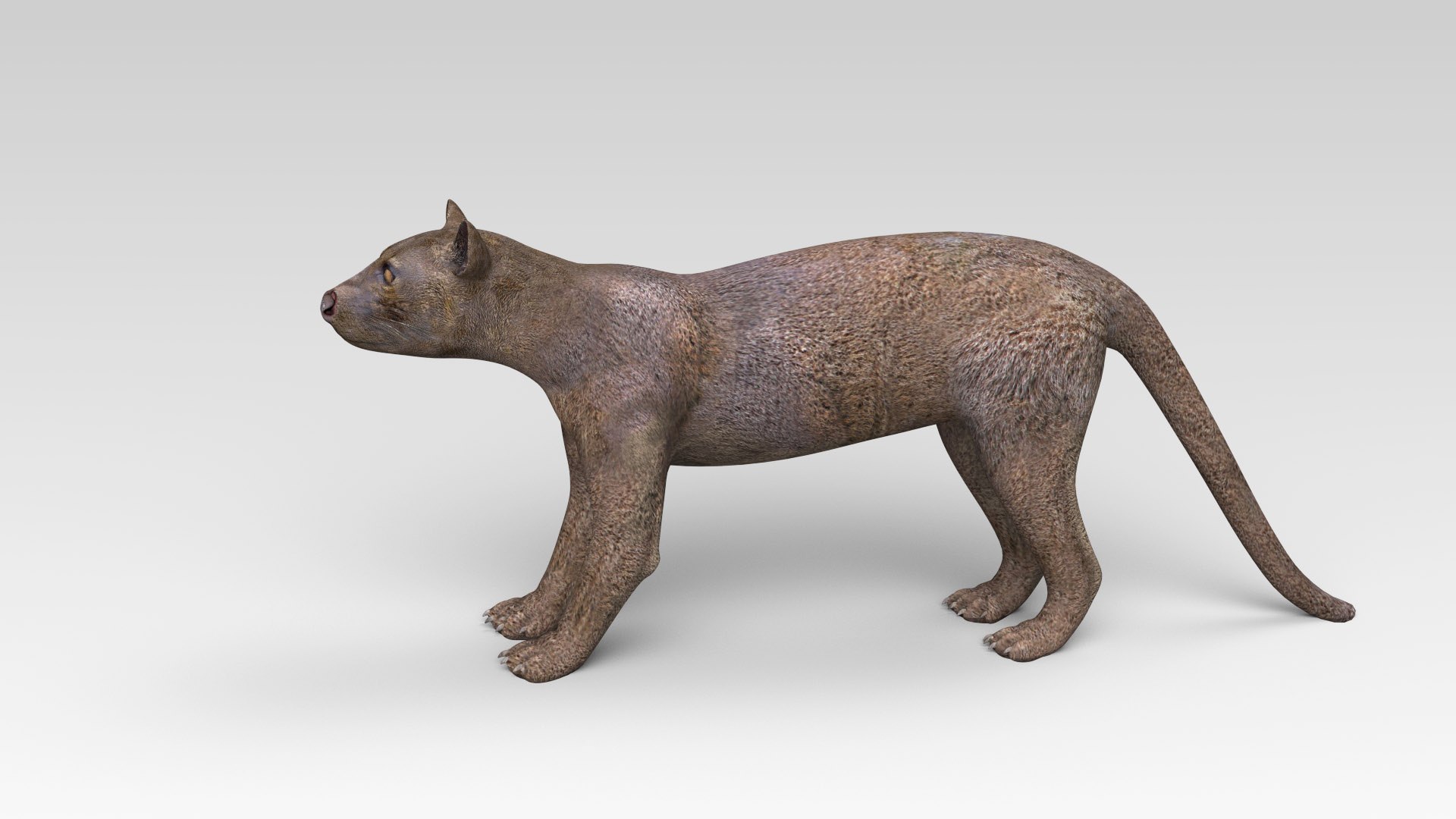 Fossa Model - TurboSquid 1772116