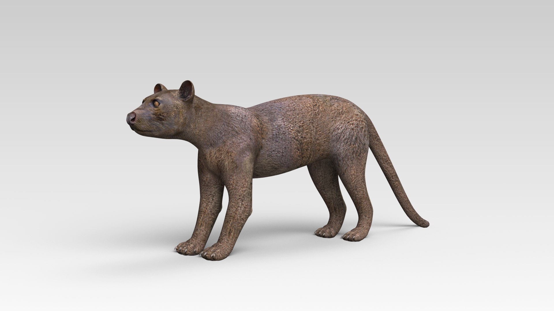 Fossa Model - TurboSquid 1772116