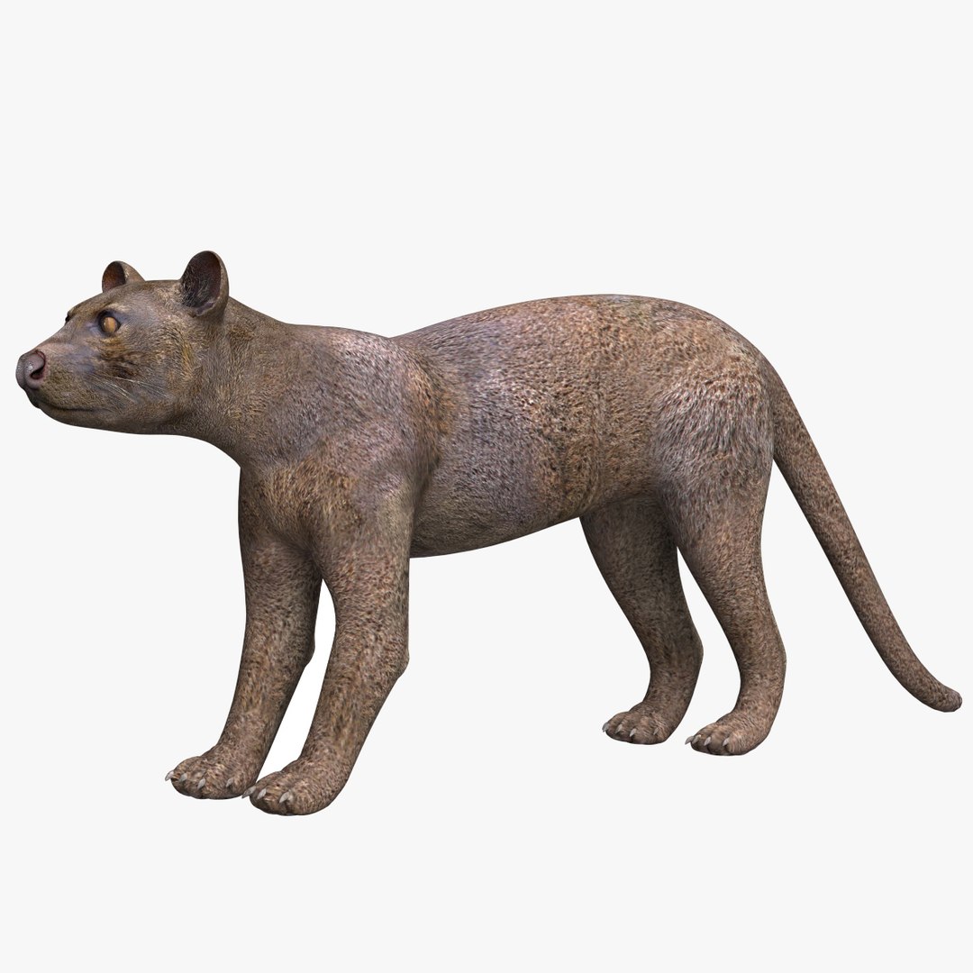 Fossa model - TurboSquid 1772116