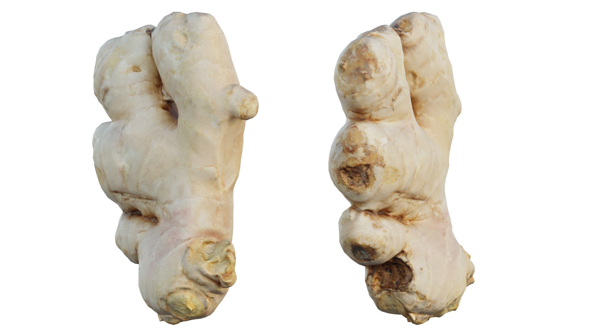 3D Ginger Model - TurboSquid 1903304