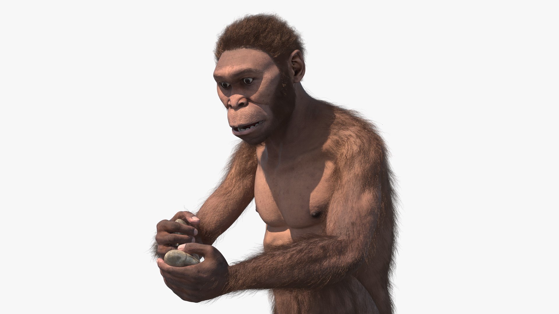 3D Model Homo Habilis In A Sitting Pose Fur - TurboSquid 2174893