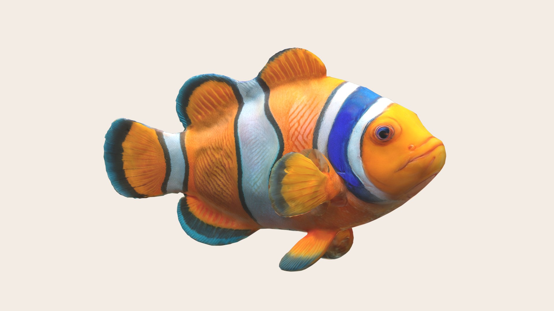 3D Clownfish Blue - TurboSquid 2271413