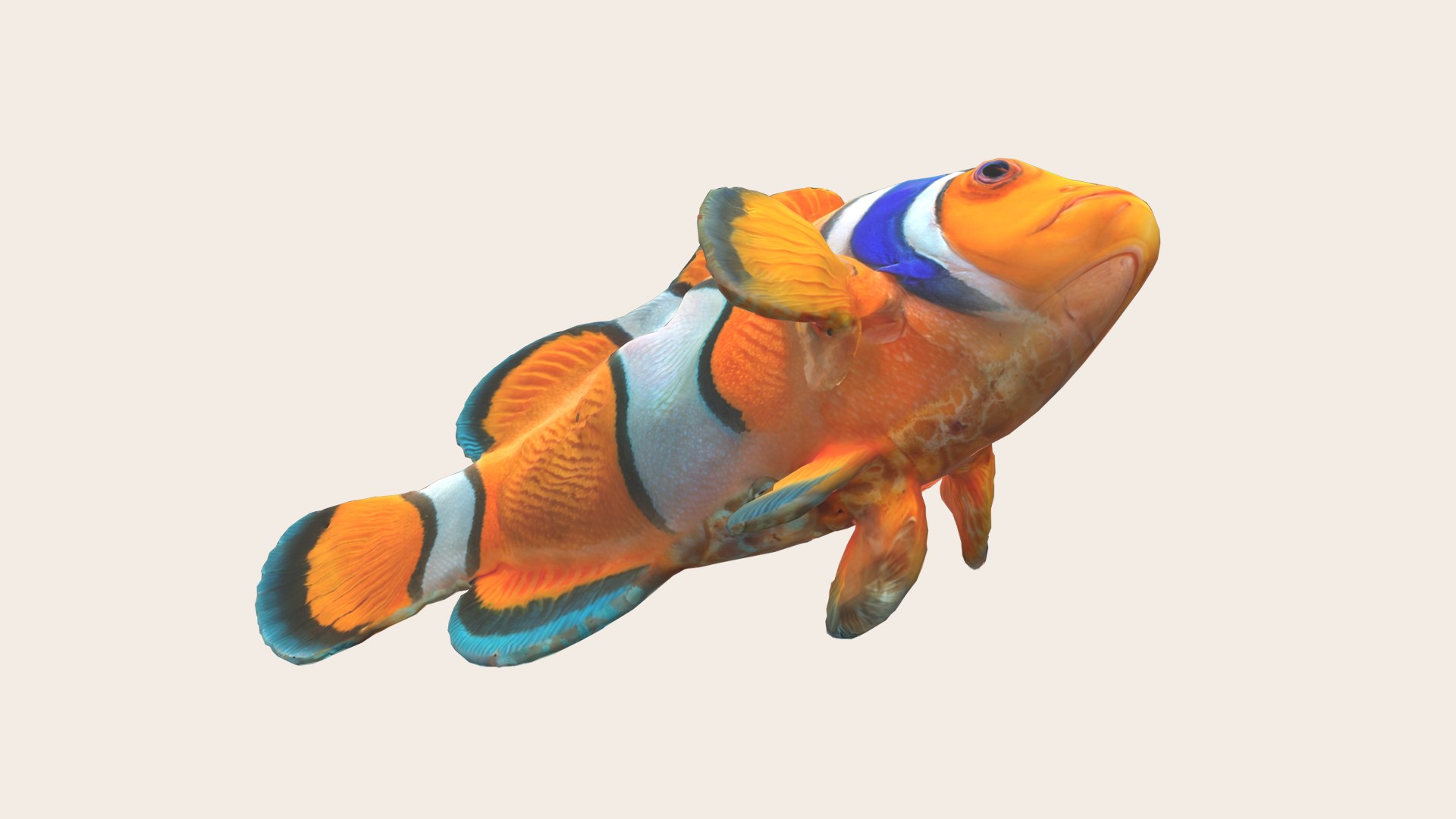 3D Clownfish Blue - TurboSquid 2271413