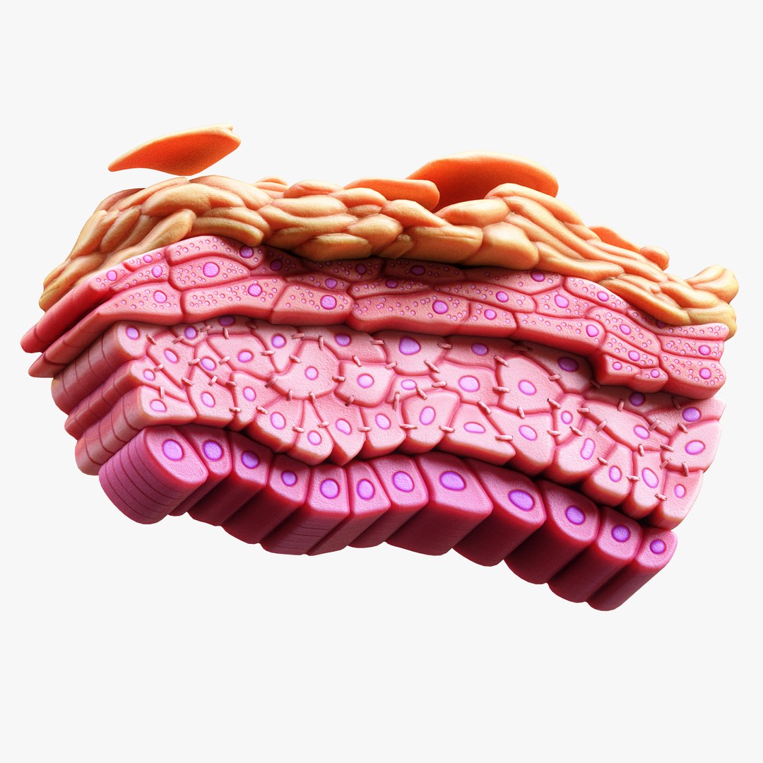Epidermis Cross Section Anatomy 3D Model - TurboSquid 2067399