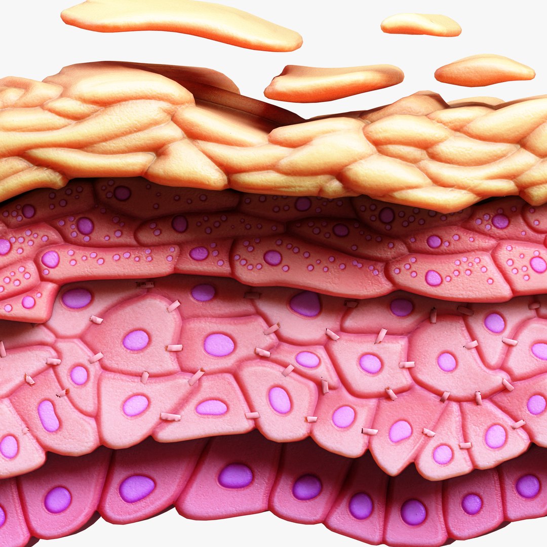modelo 3d Anatomía de la sección transversal de la epidermis ...