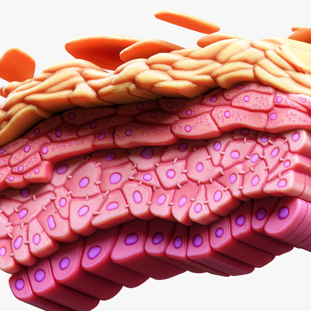 Epidermis Cross Section Anatomy 3D Model - TurboSquid 2067399