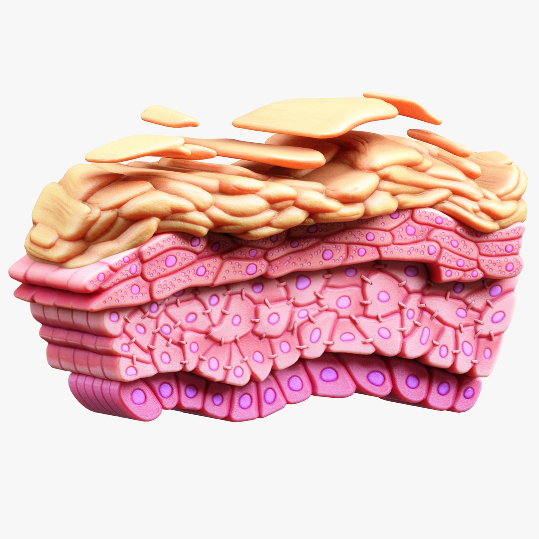 Epidermis Cross Section Anatomy 3D Model - TurboSquid 2067399