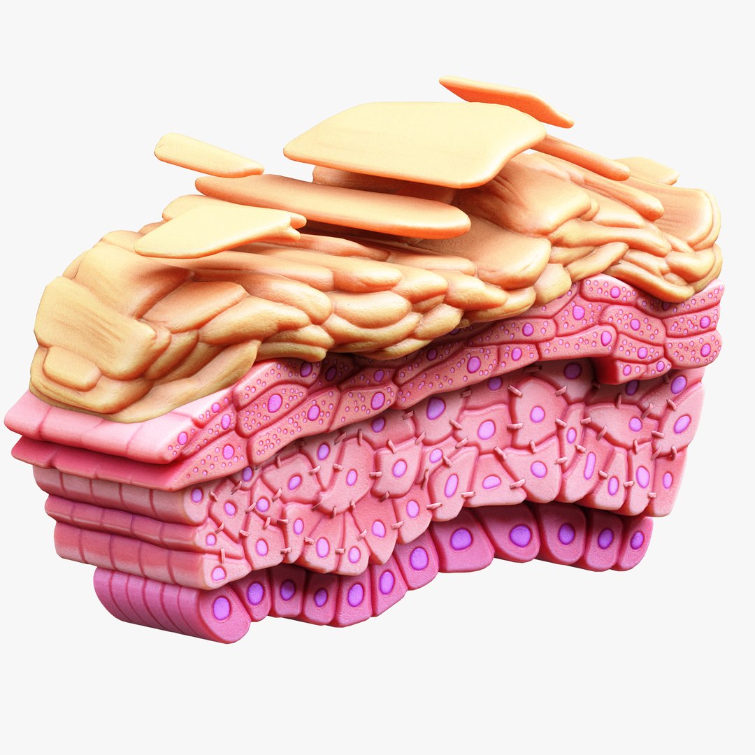 Epidermis Cross Section Anatomy 3D Model - TurboSquid 2067399
