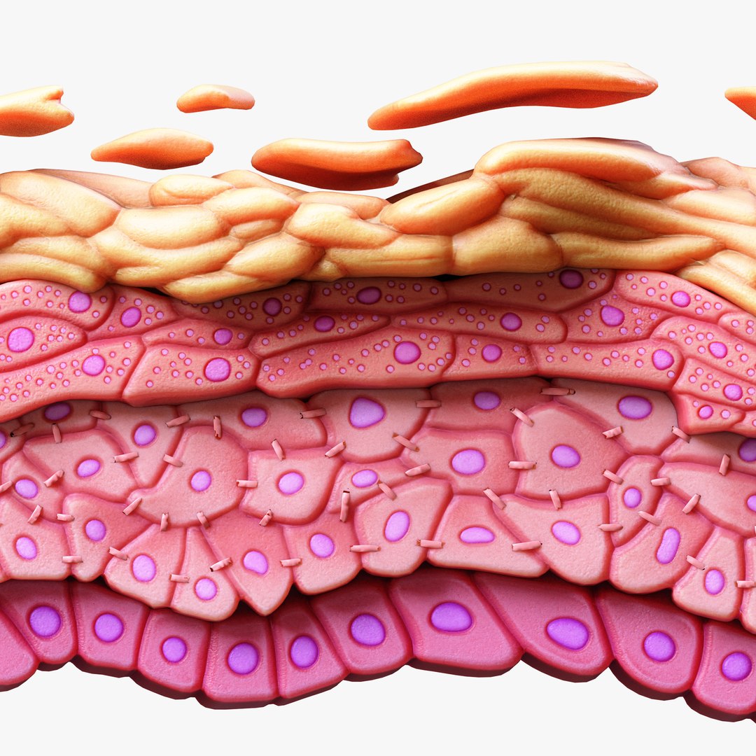 Epidermis Cross Section Anatomy 3D Model - TurboSquid 2067399