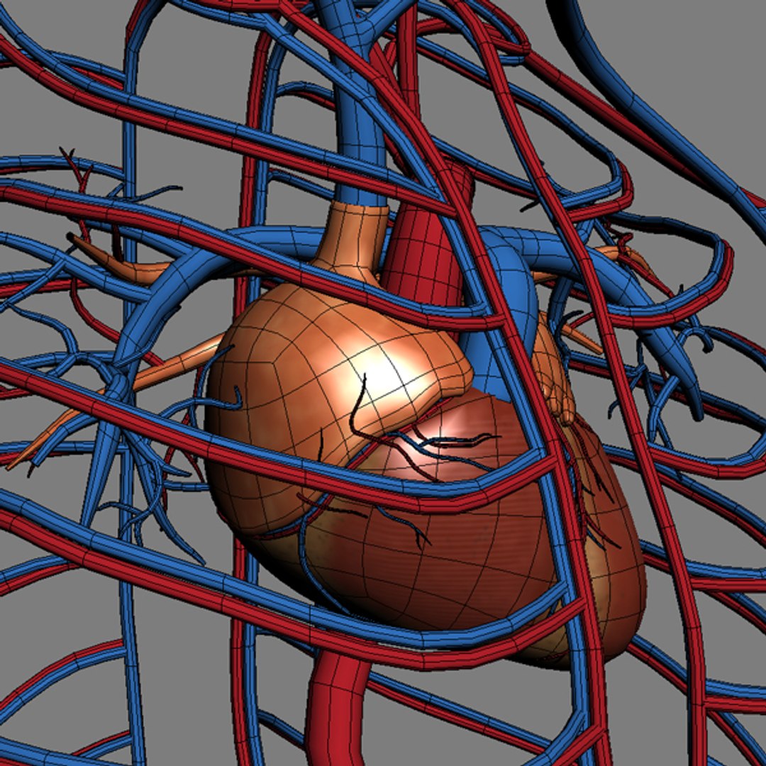 Anatomically Human Female Body 3d Model