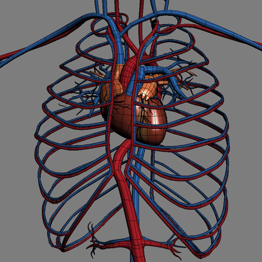 Anatomically Human Female Body 3d Model