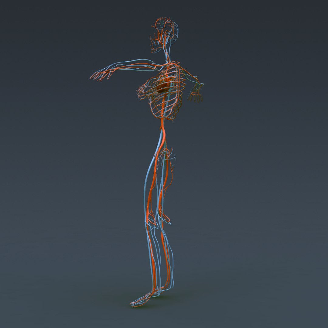 Anatomically Human Female Body 3d Model