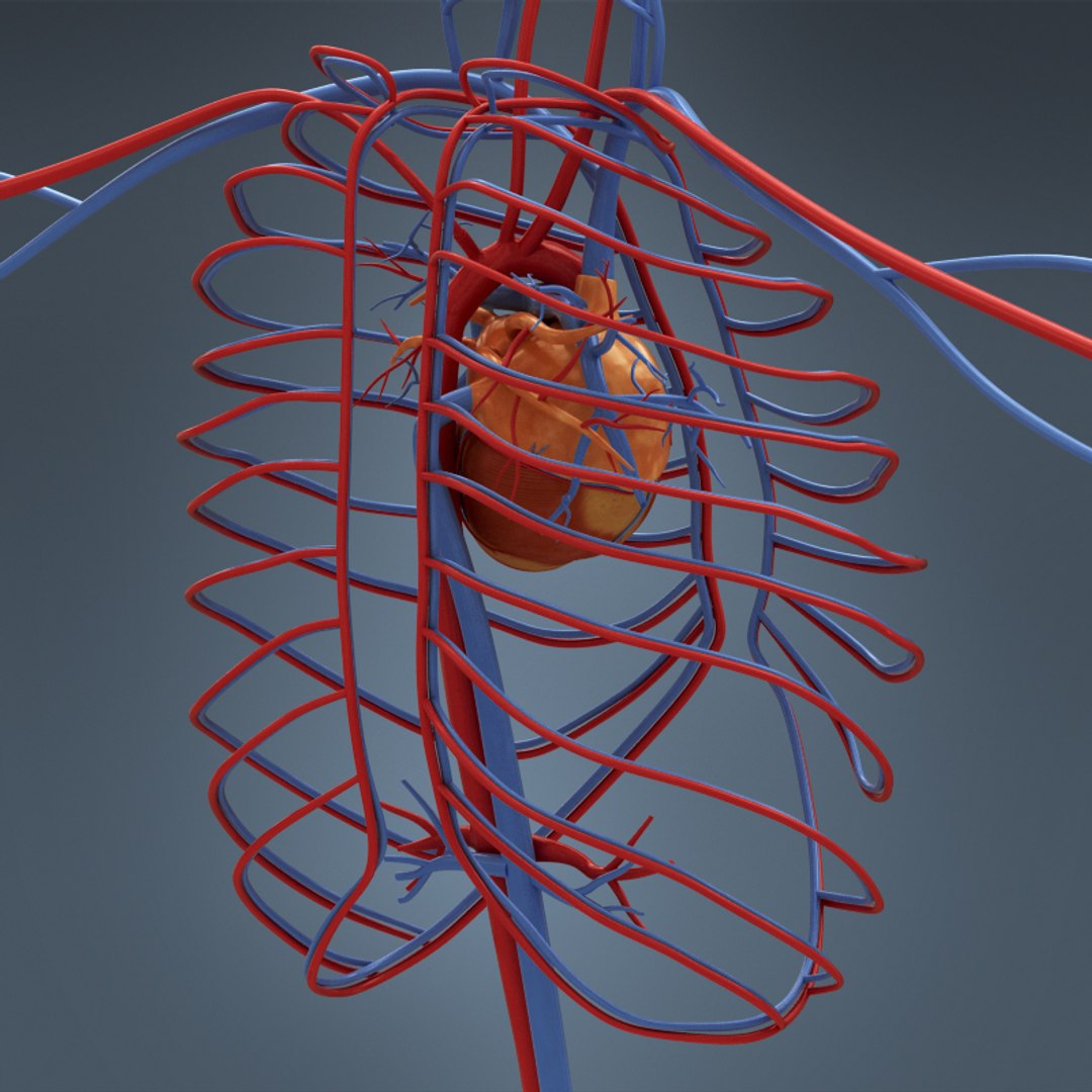 Anatomically Human Female Body 3d Model