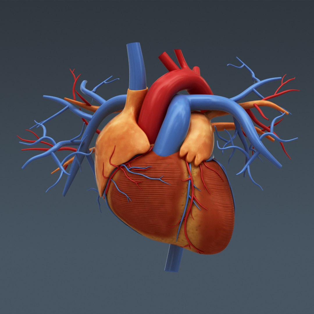 anatomically human female body 3d model