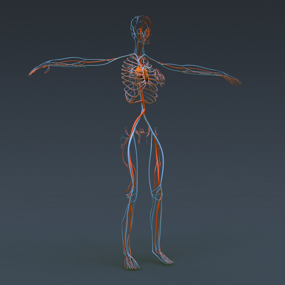 Anatomically Human Female Body 3d Model