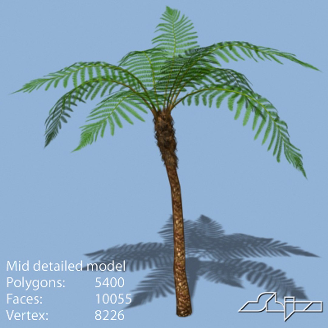 australian tree fern 3d model