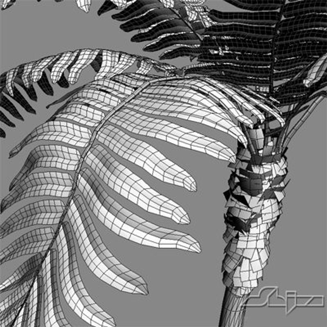 australian tree fern 3d model