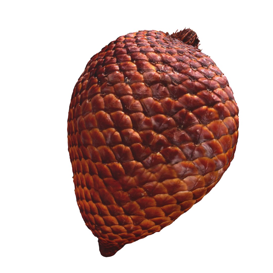 3D Salak Model - TurboSquid 2121777