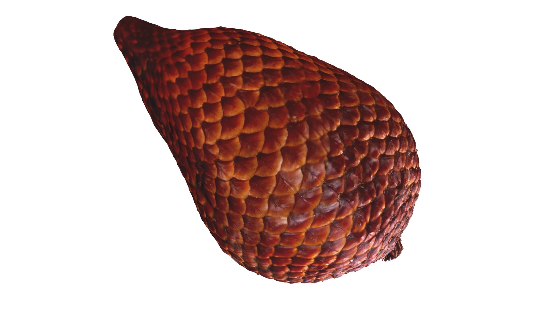 3D Salak Model - TurboSquid 2121777