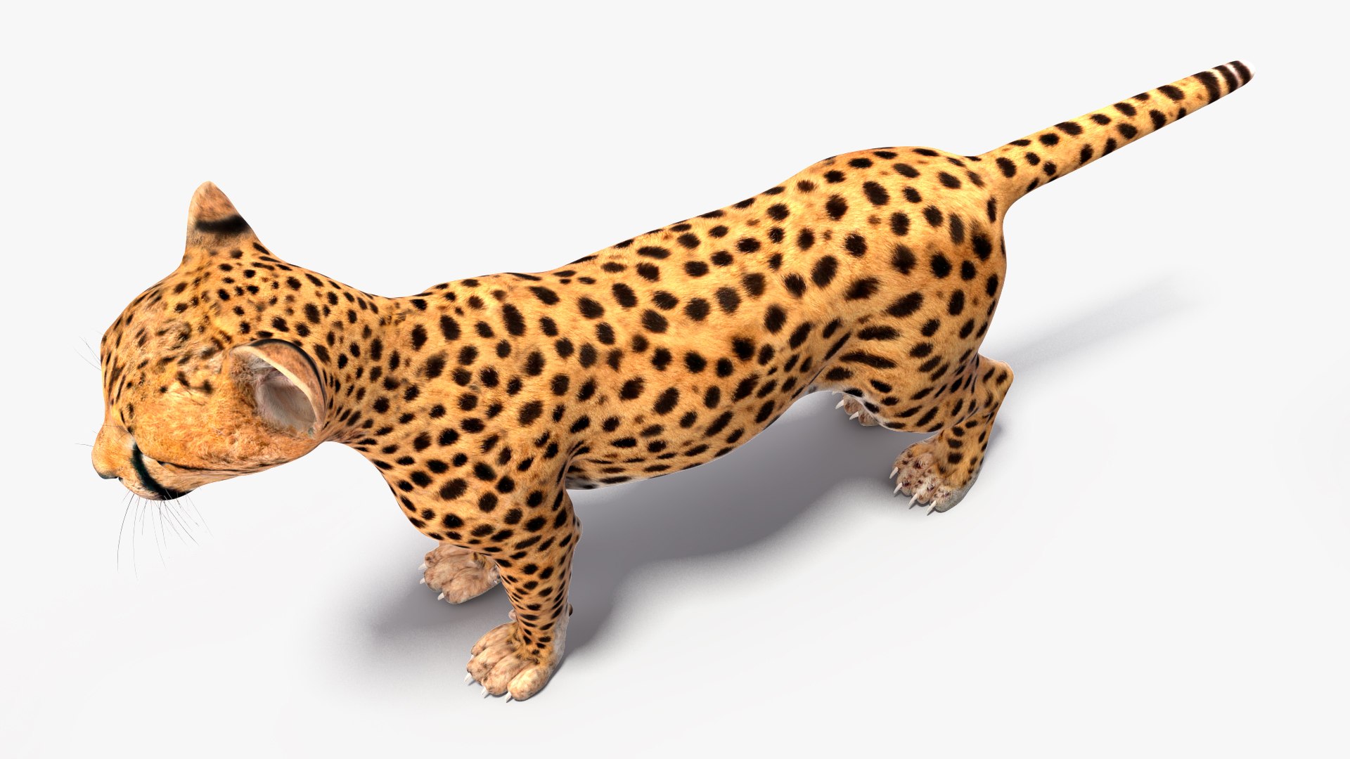 Cheetah Cub Rigged For Maya 3D Model - TurboSquid 2381270
