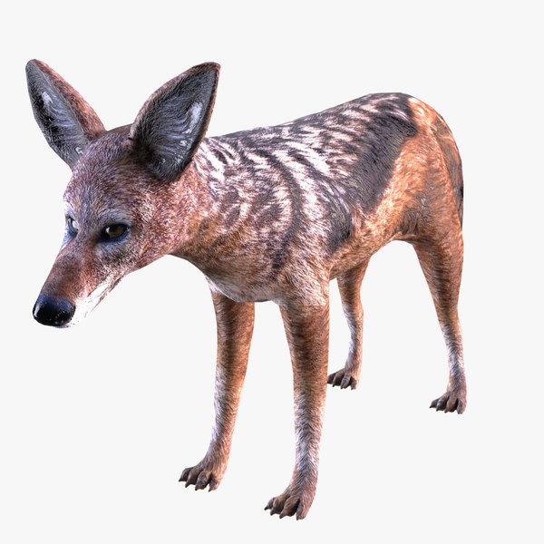 3D Jackal Models | TurboSquid