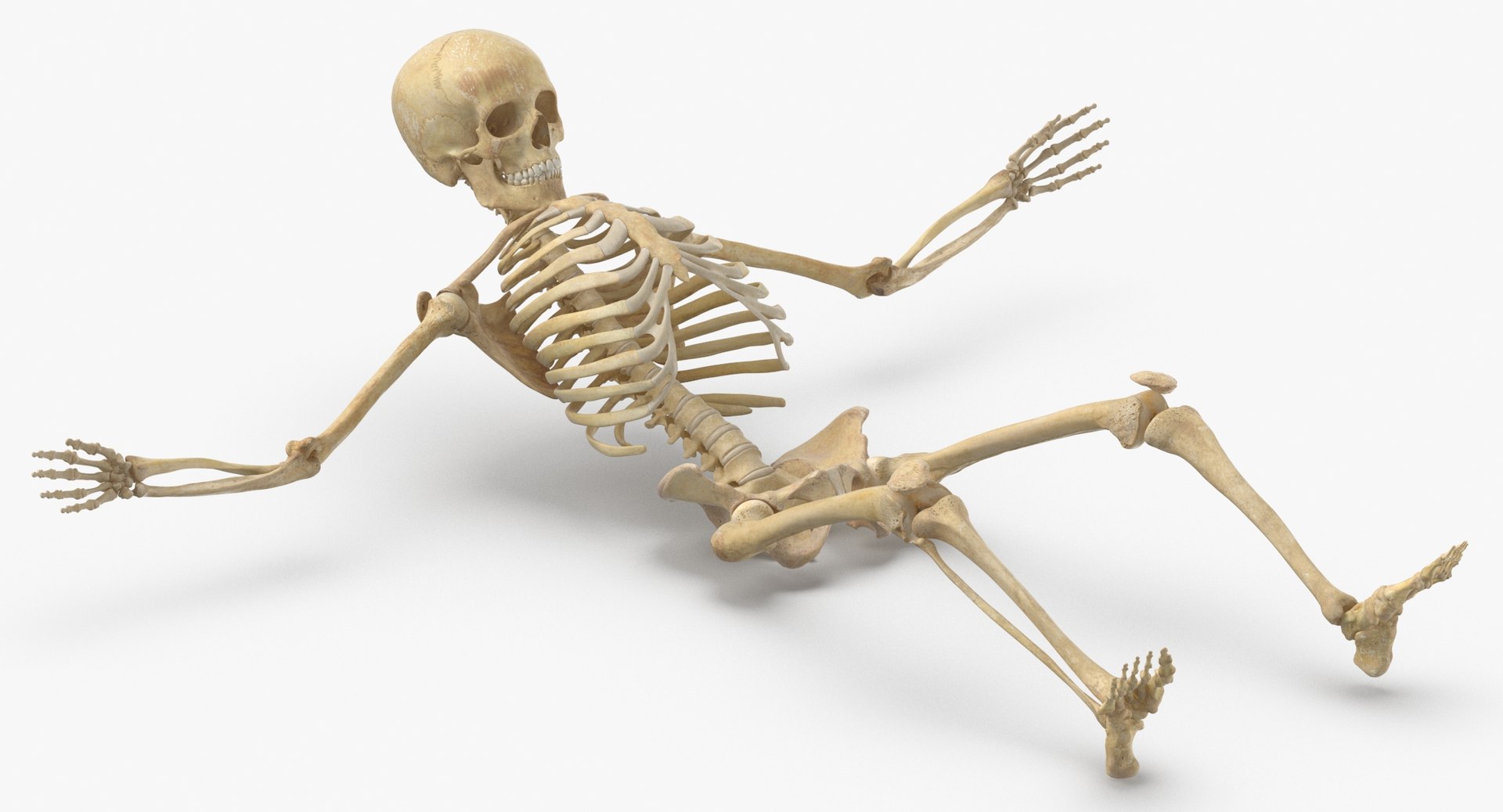 Real human female skeleton model - TurboSquid 1676262